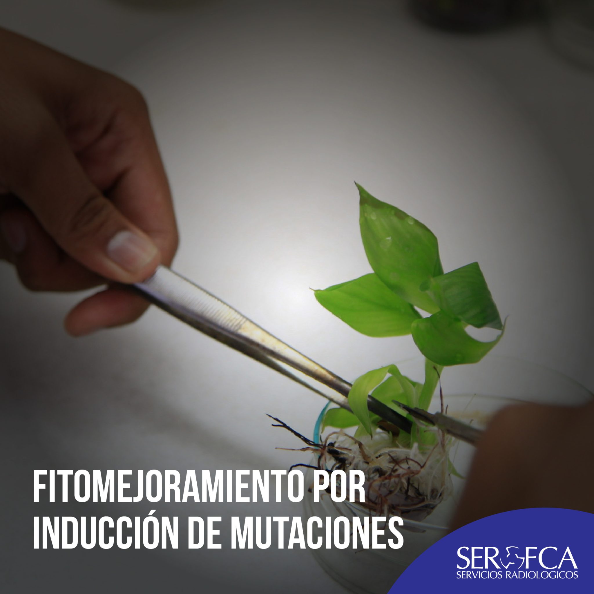Fitomejoramiento por inducción de mutaciones – SEROFCA